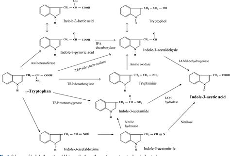 Tryptophan 2 Monooxygenase Semantic Scholar