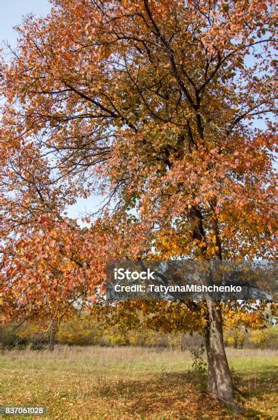 밝은 빨간 잎으로가 느릅나무입니다 일반적으로 거친 톱니 모양의 잎을 가진 키 큰 낙 엽 나무 0명에 대한 스톡 사진 및 기타 이미지 Istock