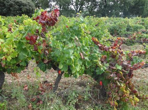 Prospectez La Flavescence Nattend Pas