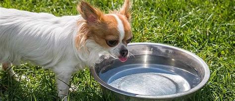 Polyurie Polydipsie Bij De Hond