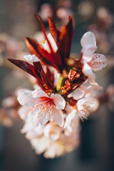 Images Gratuites Arbre La Nature Branche Fleur La Photographie
