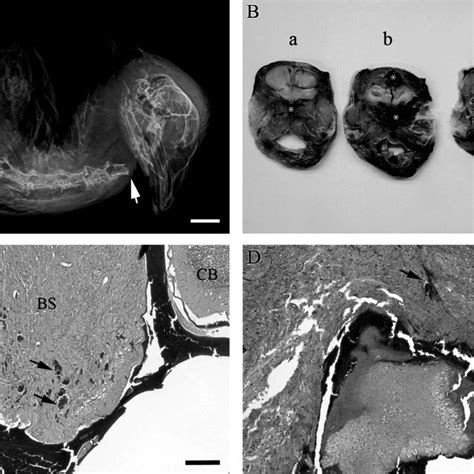 Pdf Anatomical And Histologic Pathology Induced By Cervical Dislocation Following Blunt Head