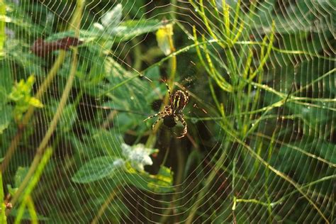 Spider Spiders Web Green Free Photo On Pixabay Pixabay