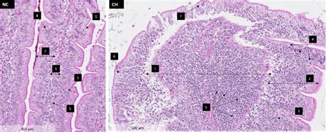 Photomicrographs Of Chicken Jejunum Sections Stained With Hematoxylin