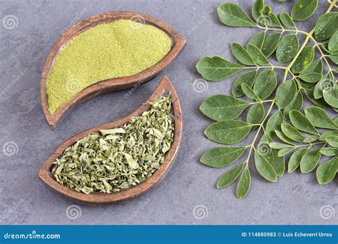 Fresh And Dried Moringa Leaves Moringa Oleifera Stock Image Image
