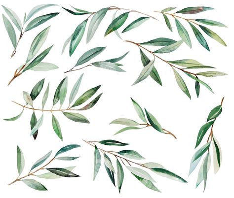 Ilustraciones De Rama De Olivo Verde Acuarela Foto Premium