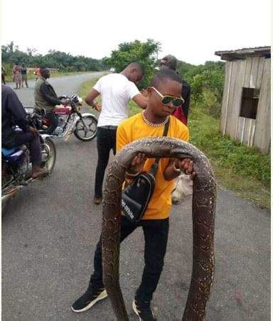 See The Massive Python That Got People Talking Photos Torizone