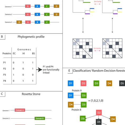 Pdf Deciphering Proteinprotein Interactions Part Ii Computational Methods To Predict