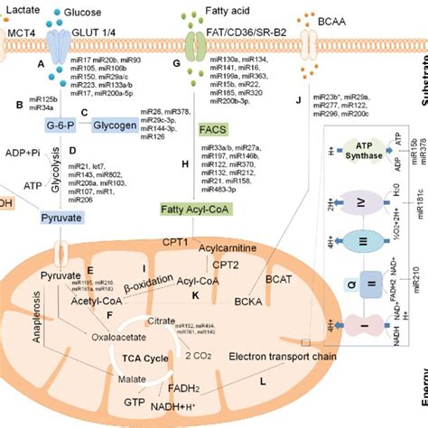 Role Of Mirnas In Cardiac Energy Substrate Metabolism A