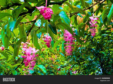 Hanging Flowers Pink