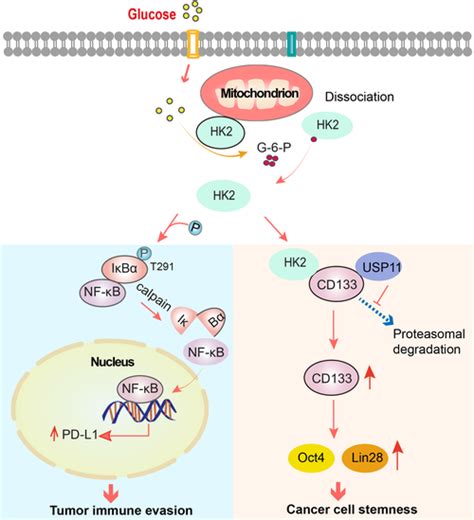 The Moonlighting Functions Of Hk2 In Tumor Immunity And Tumor Cell