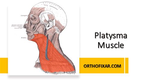 Platysma Muscle Anatomy Orthofixar