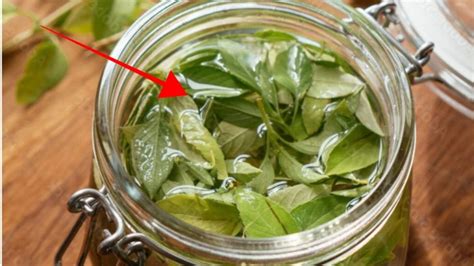 Voici Pourquoi Il Est Important De Mettre Du Basilic Et Du Sel Dans Un