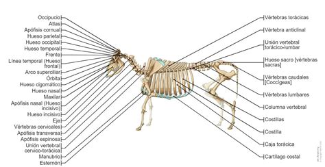 Osteología Bovina Anatomía Normal Vet Anatomy