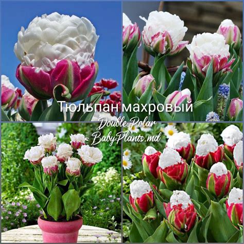 Cumpărați Lalea Double Polar La 68 Mdl De La Producător