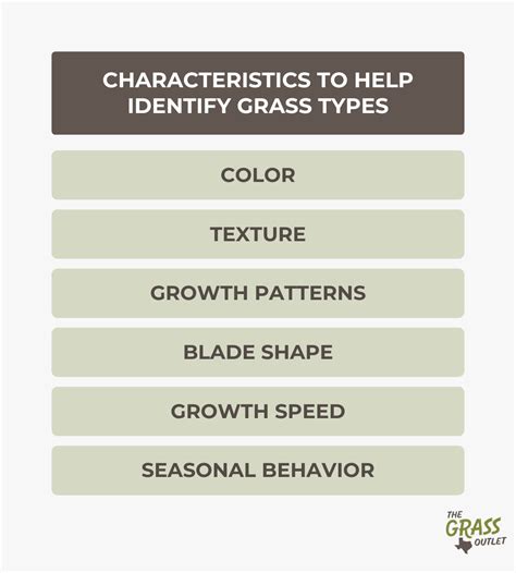 How To Identify Your Grass Type The Grass Outlet Texas