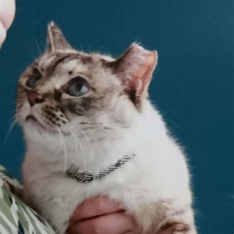 Keiko Cgmxxcatnip On Threads
