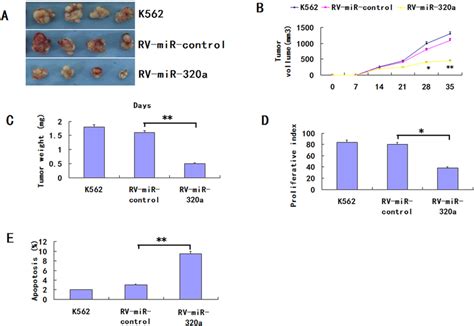 Overexpression Of Mir 320a Inhibits Tumorigenicity And Increases