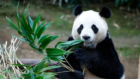 The Giant Panda Fubao In South Korea Successfully Renewed Its