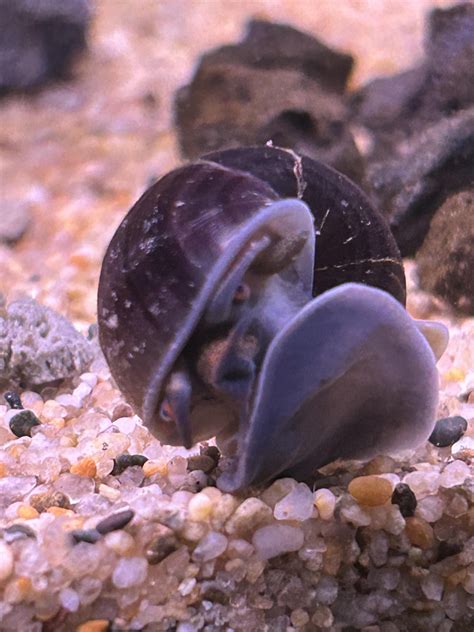 I Love Snails Faces Up Close Theyre So Goofy Raquaticsnails