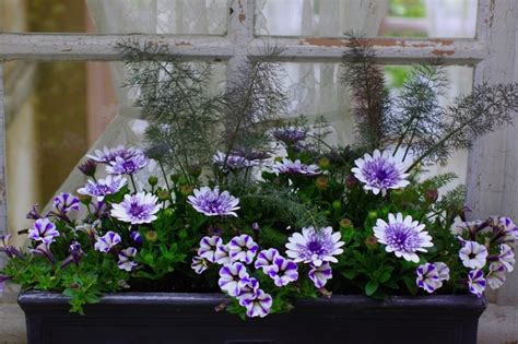 夏の寄せ植えにオススメの一年草と綺麗に咲かせる5つのポイント 寄せ植え 夏 ガーデニングのアイデア 寄せ植え