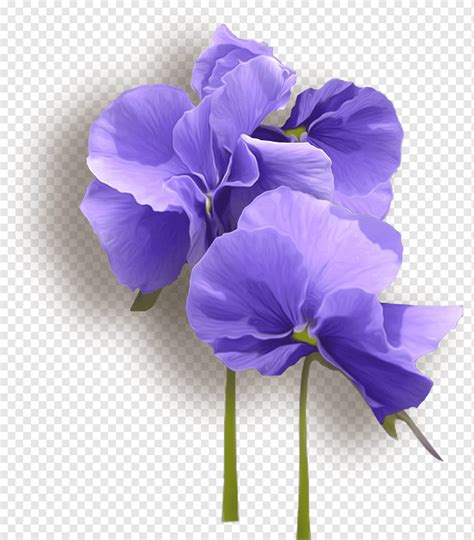 비올라 3 색 우아한 바이올렛 보라색 파란색 꽃 Png Pngwing