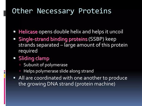 Dna Replication And Repair Pptx