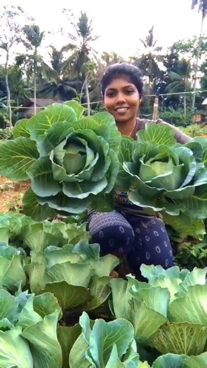 රසායනික පොහොර අඩංගු නැති කළු රත්තරං වලින් හදන නිරෝගීමත් ගෝවා පැල ☘️ Shorts Youtube