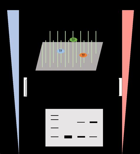 Developing A Frugal And Medium Throughput Method For Assessing Protein Dna Binding Affinity