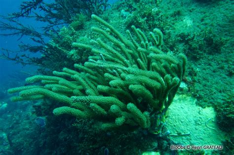 Gorgone Poreuse Pseudoplexaura Porosa Bioobs