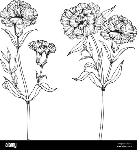Clavel Ilustraci N Dibujo Blanco Y Negro Con La L Nea Art Ilustraci N
