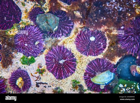 Purple Sea Urchins In Vibrant Tide Pool Ecosystem From Above Stock