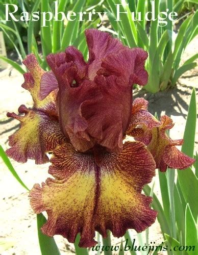 Raspberry Fudge Historic Iris Preservation Society