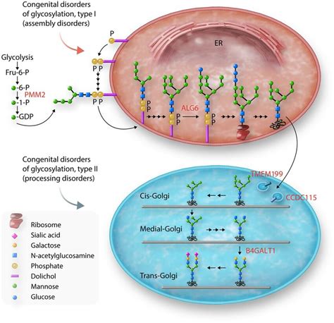 Schematic View Of Protein N Glycosylation Pathway And Related Genetic