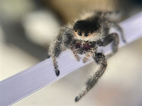Phidippus Regius Spiders Web Hq