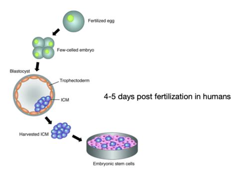 Stem Cells Escs Vs Ipscs Flashcards Quizlet