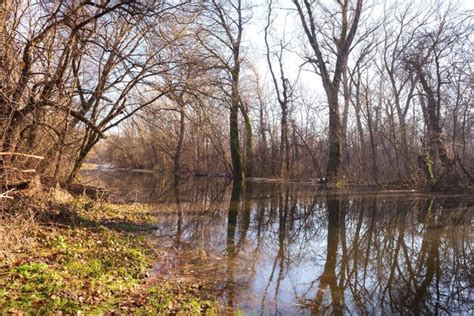 Premium Ai Image The Trees On The River Bank Are Flooded By The River