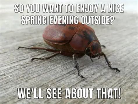 15 Fresh June Memes To Kickstart Your Summer In 2026