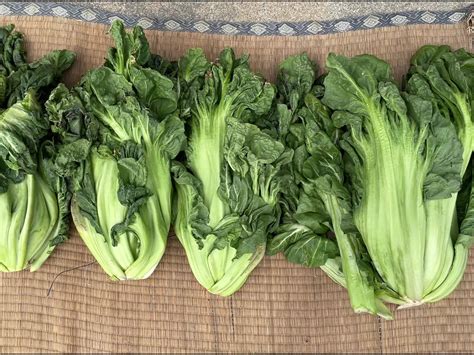 高菜漬けの最高峰生の三池高菜5 5kg福岡県産のその他葉物野菜食べチョク産地直送 産直 お取り寄せ通販 農家漁師から旬の食材を直送