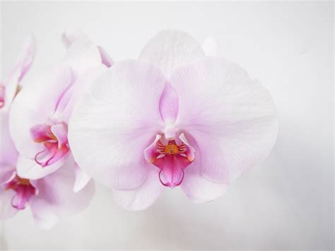 日野洋蘭園 Flower Auction Japan