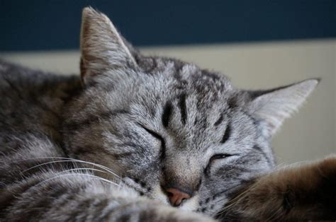 案外あっけなく爪を切らせてくれたココordinary Life 保護猫モモとの暮らし、ライフハックなど