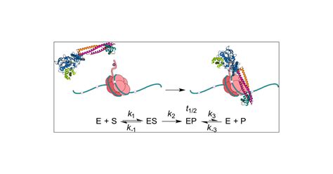 Lysine Specific Demethylase 1a Kdm1alsd1 Product Recognition And