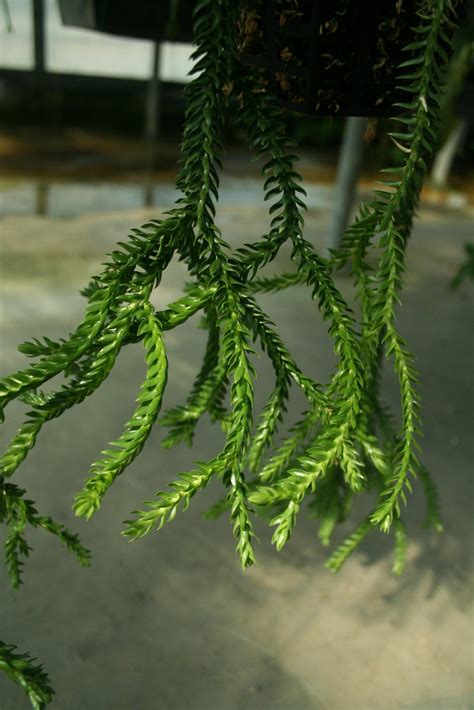 Huperzia Lycopodiaceae Club Moss Huperzia Tetrastichoides Square