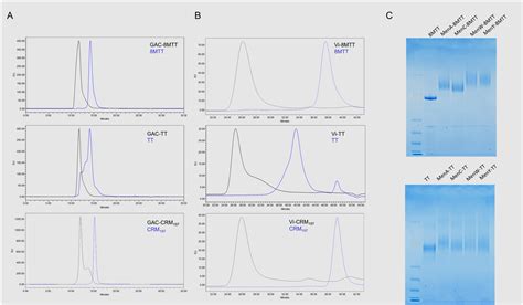 Testing A Recombinant Form Of Tetanus Toxoid As A Carrier Protein For Glycoconjugate Vaccines