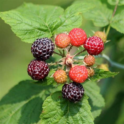 Niwot Black Raspberry Plant For Sale 6 12 Bareroot