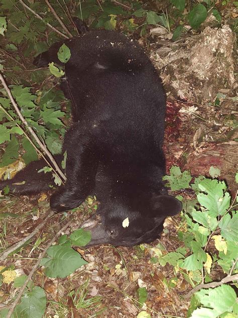 Gallery Honey Hole Bear Bait