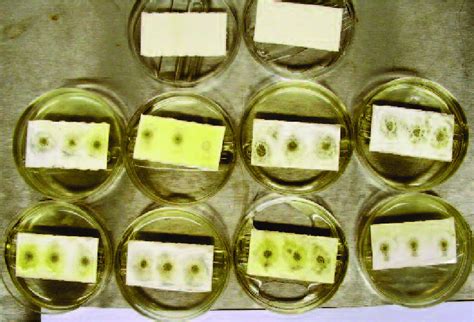 P Chrysogenum Colonies Developed On Paper Samples Treated With Gamma