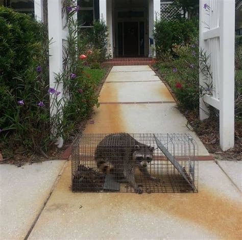 Raccoon Control And Removal In Central Florida Pro Wildlife Removal