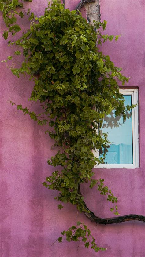 핑크 벽에 창 · 무료 스톡 사진