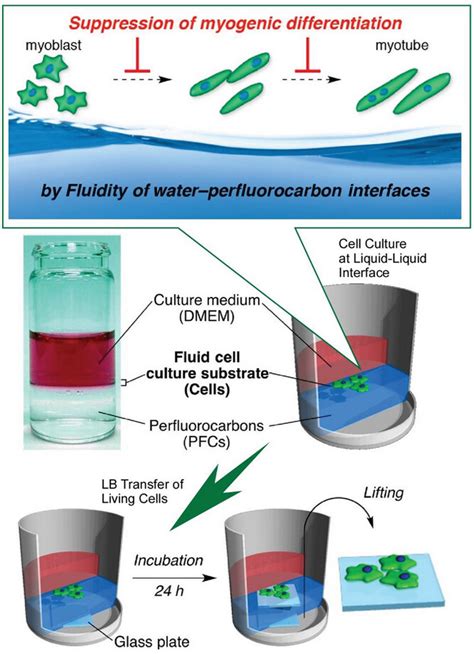 LiquidLiquid Interfacial Nanoarchitectonics Ariga Small Wiley
